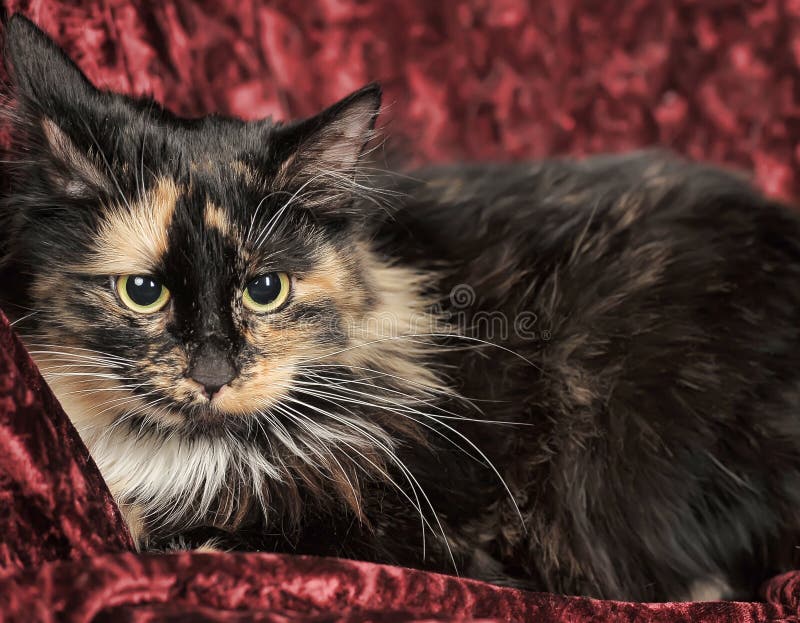 Fluffy tortoiseshell cat stock image. Image of head, friendly - 35723759