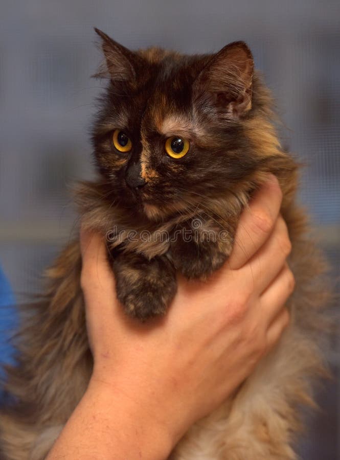 Fluffy Tortoiseshell Cat on the Couch Stock Image - Image of kitten ...