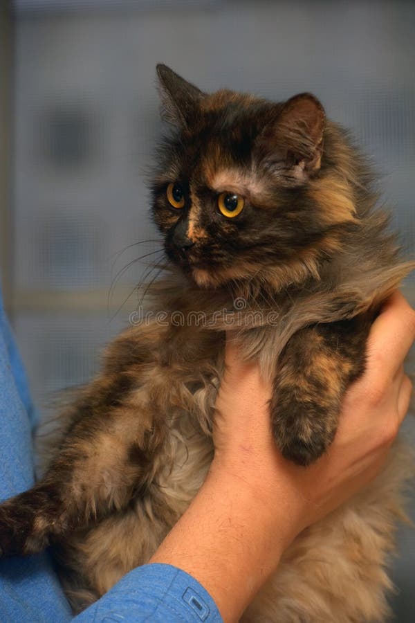 Fluffy Tortoiseshell Cat on the Couch Stock Photo - Image of domestic ...