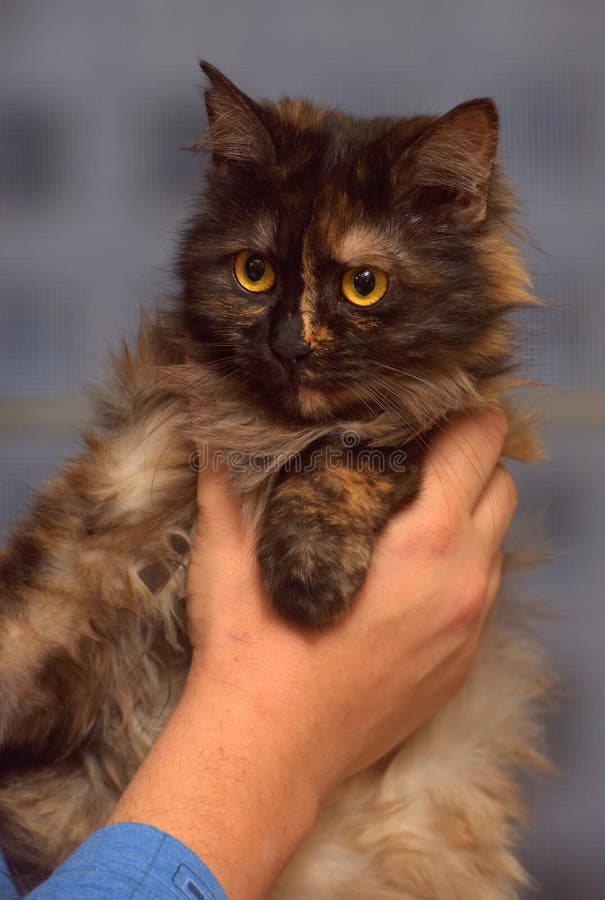 Fluffy Tortoiseshell Cat on the Couch Stock Photo - Image of good, animal: 242028594