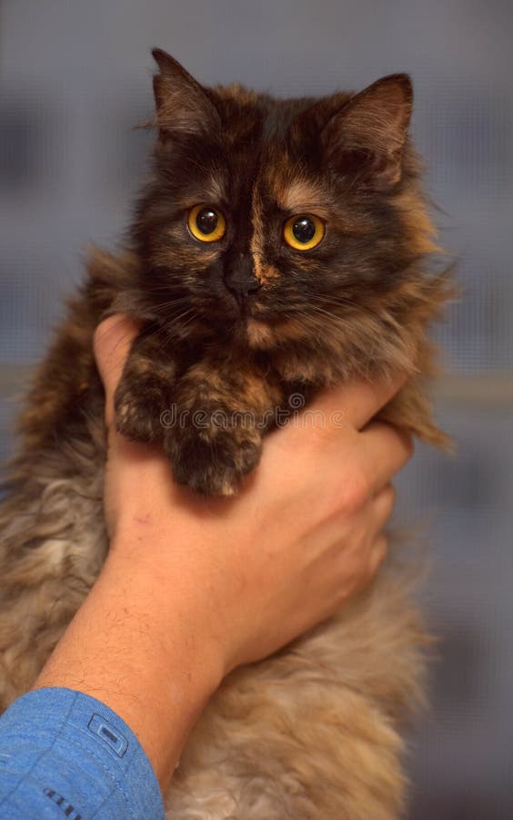 Fluffy Tortoiseshell Cat on the Couch Stock Photo - Image of eyes ...