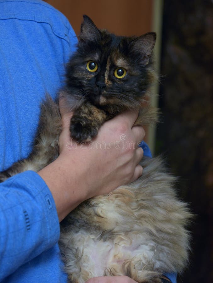 Fluffy Tortoiseshell Cat on the Couch Stock Photo - Image of nature ...