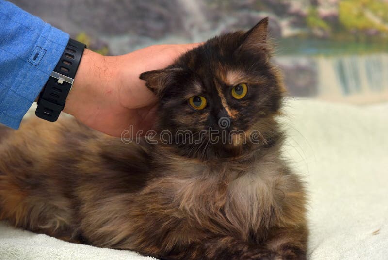 Fluffy Tortoiseshell Cat on the Couch Stock Photo - Image of licking ...