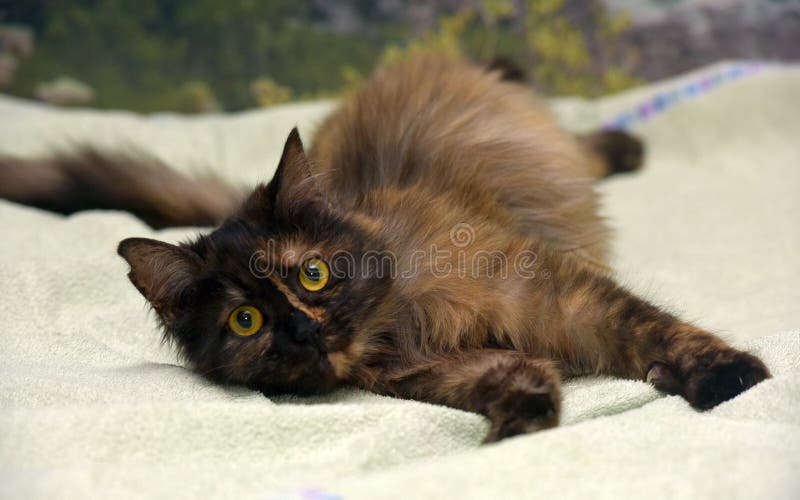 Fluffy Tortoiseshell Cat on the Couch Stock Image - Image of alert ...