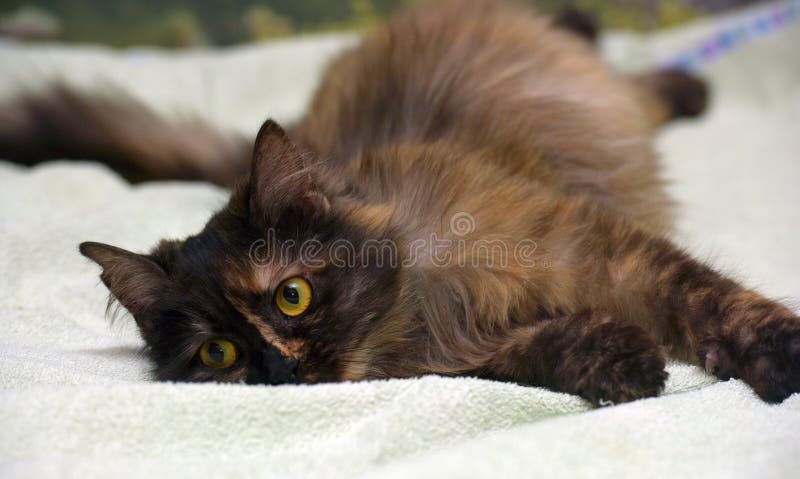 Fluffy Tortoiseshell Cat on the Couch Stock Photo - Image of feline ...