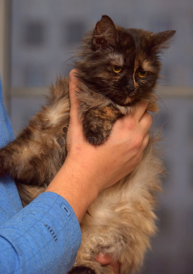 Fluffy Tortoiseshell Cat on the Couch Stock Image - Image of adorable ...