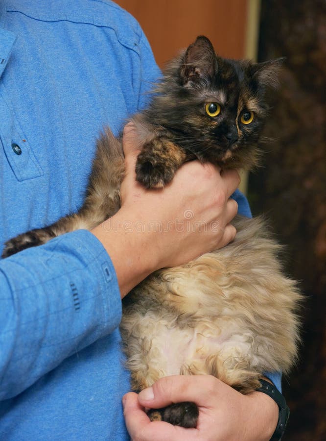 Fluffy Tortoiseshell Cat on the Couch Stock Image - Image of beautiful ...