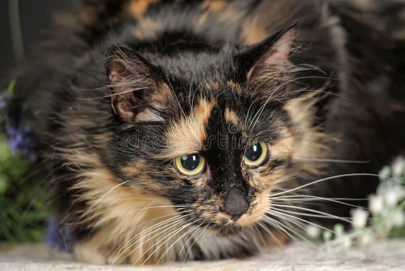 Fluffy tortoiseshell cat stock image. Image of head, friendly - 35723759