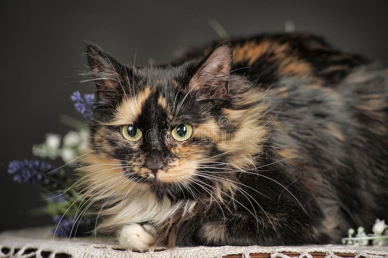 Fluffy tortoiseshell cat stock image. Image of friendly - 35724279