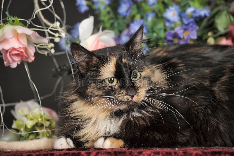 Fluffy tortoiseshell cat stock image. Image of fluffy - 35723843