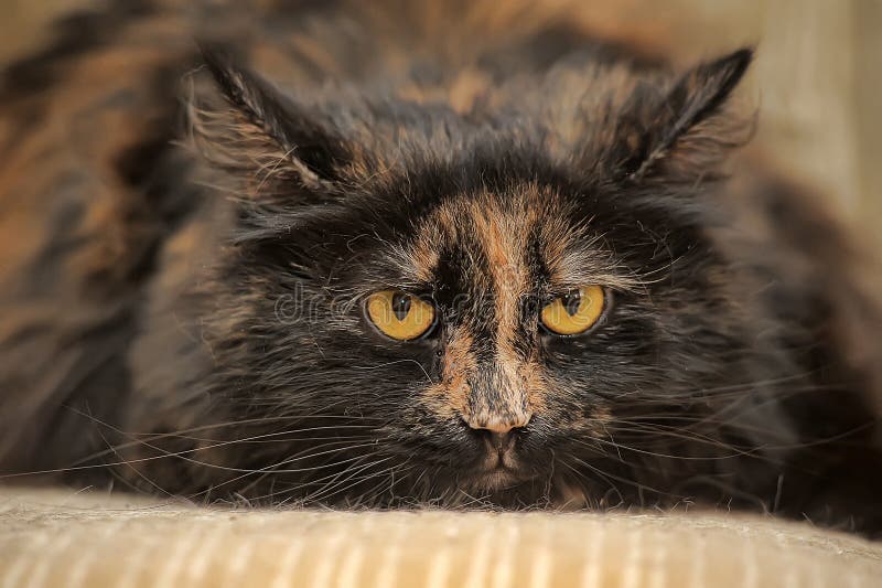 Fluffy tortoiseshell cat stock photo. Image of angry - 41022446