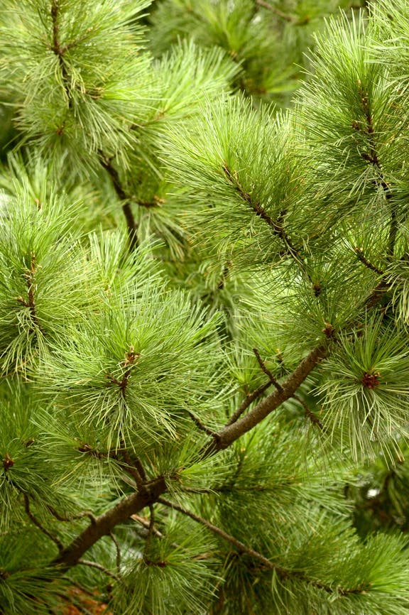 Fluffy tree stock image. Image of evergreen, branch, pine - 3713027