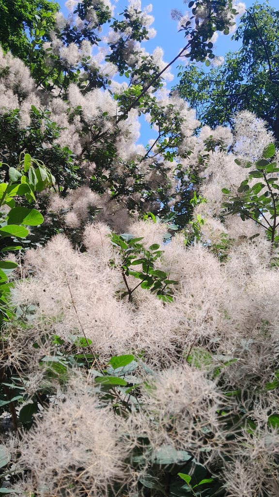 Fluffy Tree and Blue Sky are Beautiful Stock Image - Image of tree ...