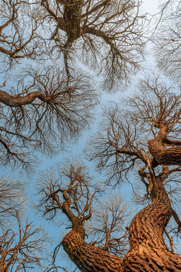 Fluffy Tree Branches from the Bottom To the Top. Stock Photo - Image of ...