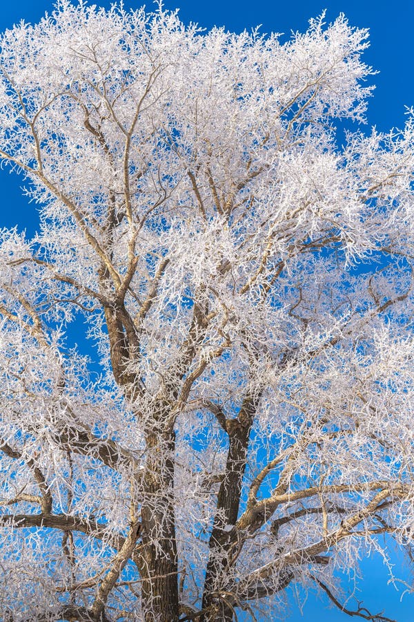 Fluffy Tree Poplar. the Branches of the Tree are Covered with Thick ...