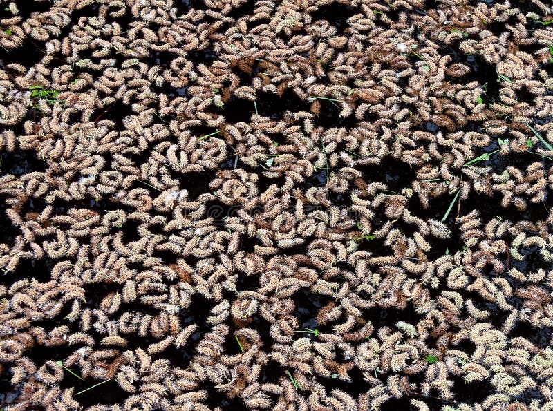 Fluffy Tree Seeds Lie on the Surface of the Water Stock Image - Image ...