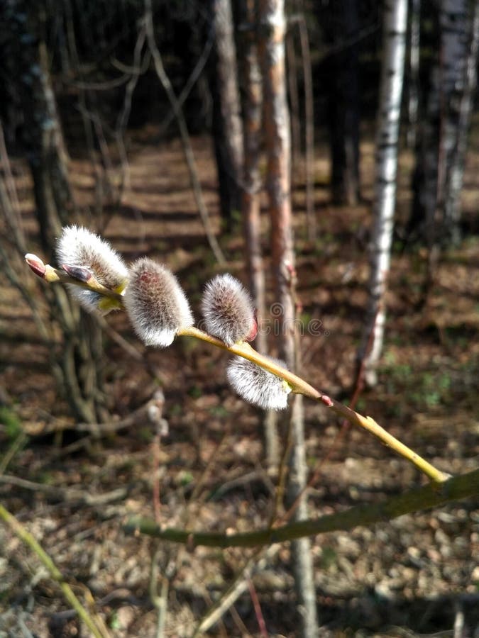 Fluffy Twig of Willow on Forest Background Stock Photo - Image of ...