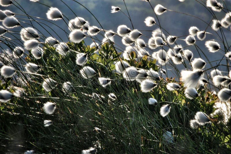 Fluffy vegetation stock photo. Image of green, coast - 78668762