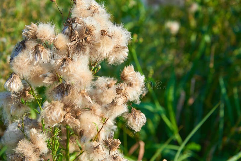 Fluffy Weed in Nature, Along the Side of the Road with Backlighting ...
