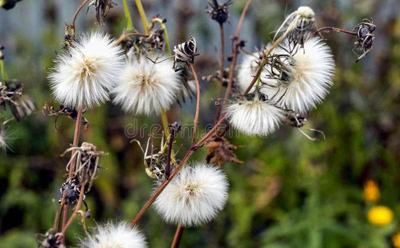 Fluffy Weed in Nature, Along the Side of the Road with Backlighting ...