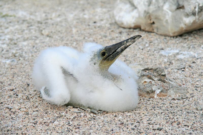 Fluffy White Blue-footed Booby Chick Stock Photo - Image of chick ...