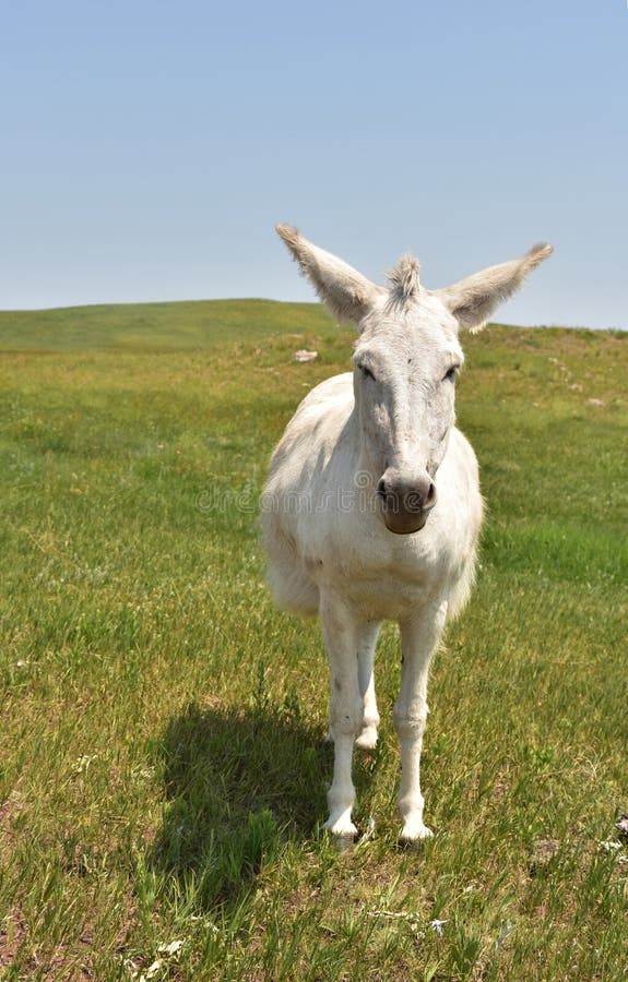 Fluffy White Burro Standing in a Grass Meadow Stock Image - Image of ...