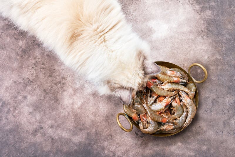 Fluffy White Cat Eats Shrimp. Top View, Copy Space Stock Photo - Image ...