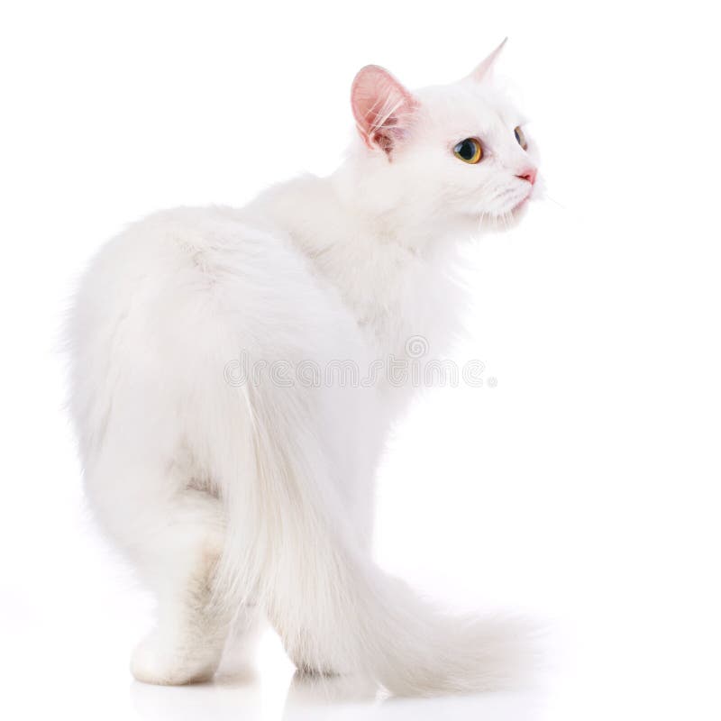 357 Rear View Cat Sitting Stock Photos - Free & Royalty-Free Stock ...