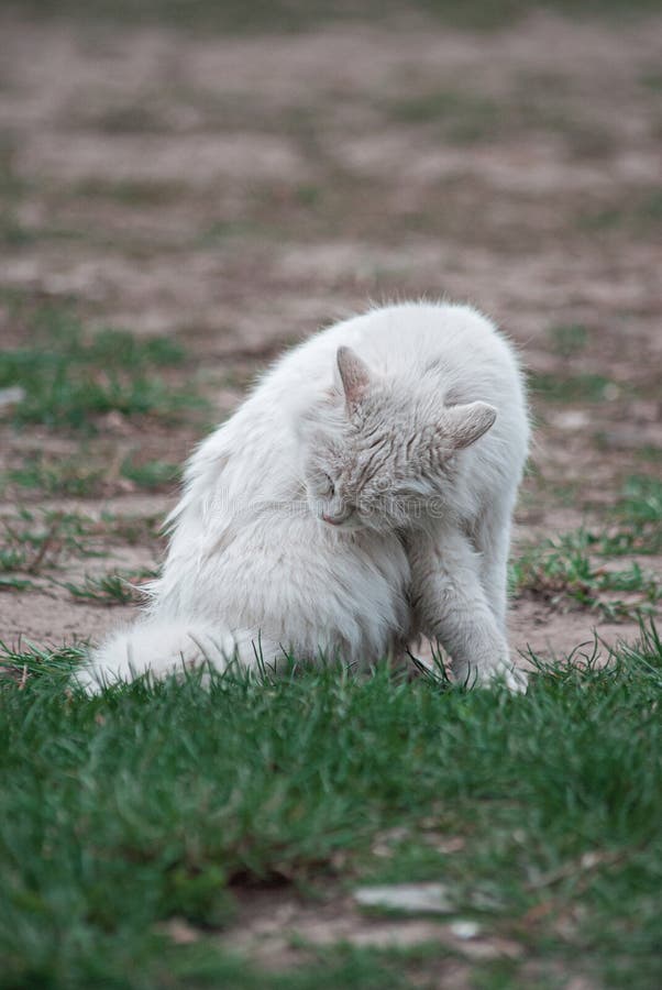 Fluffy White Cat Washing His Face Stock Image - Image of roam, outdoor ...
