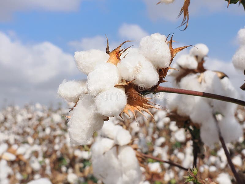 Fluffy White Cotton on a Background of Fluffy Clouds Stock Photo ...