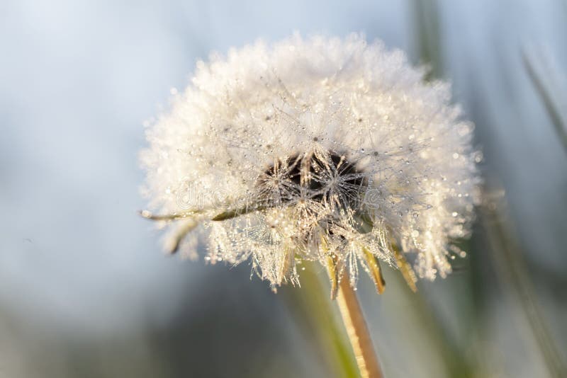 Fluffy White Dandelion. Fluffy White Dandelion Close-up Stock Photo ...