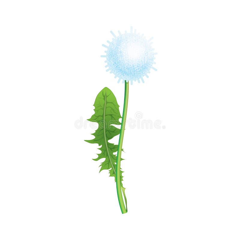 Fluffy White Dandelion with Leaf. Stock Vector Illustration Drawn in ...