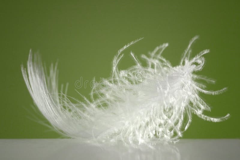 Feathers stock photo. Image of soft, feather, white, fluffy - 37126