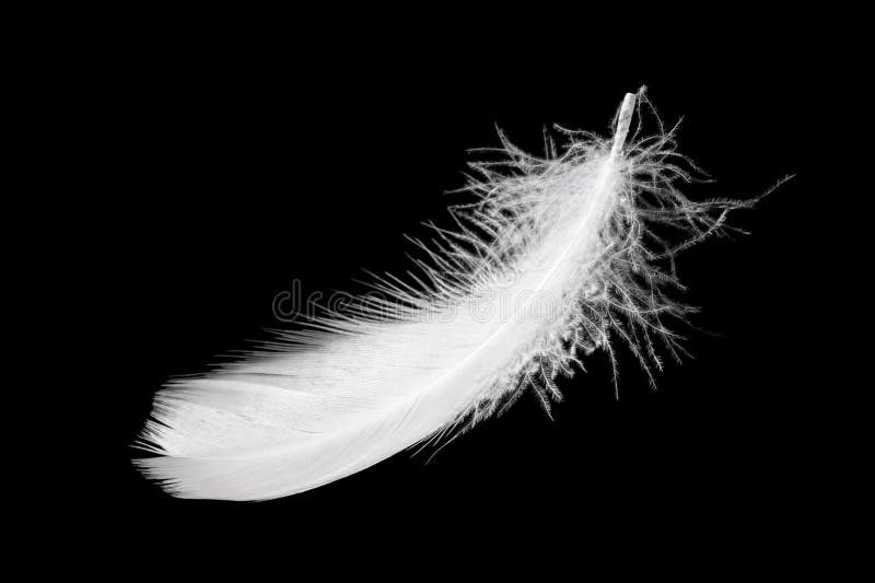 Fluffy white feather stock image. Image of falling, feather - 314460493