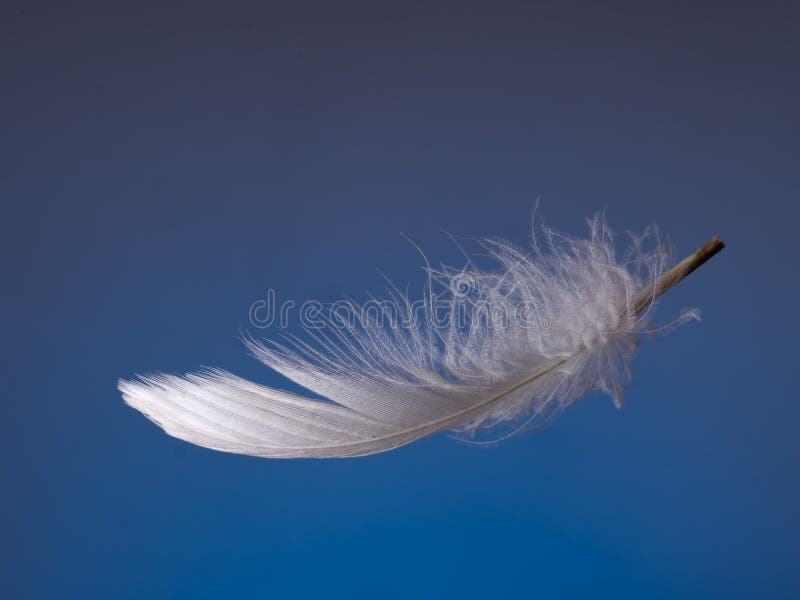 Light as a feather stock photo. Image of floaty, natural - 14918992