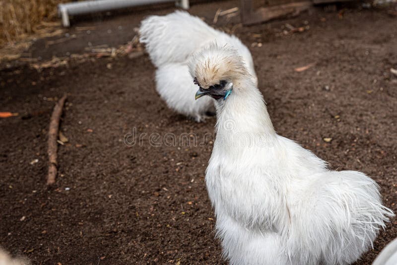 A Fluffy White Female Silkie Chicken Stock Photo - Image of livestock ...