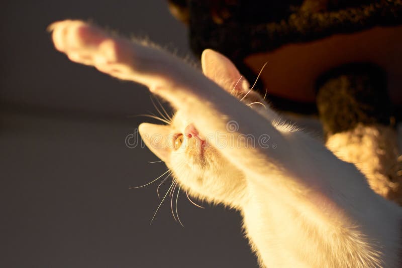 Fluffy White-and-ginger Cat Giving a Paw Stock Image - Image of curious ...
