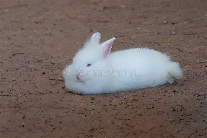 Fluffy White Lionhead Rabbit Stock Image - Image of lionhead, lovely ...