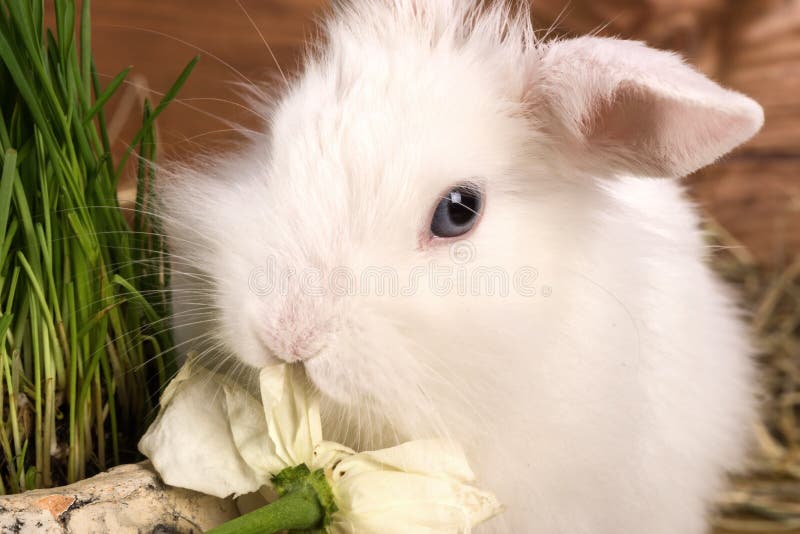 Fluffy white little rabbit stock photo. Image of nature - 82212386