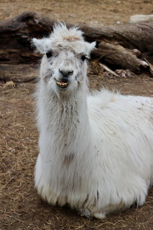 Llama Smiles stock image. Image of farm, fluffy, giving - 154456137