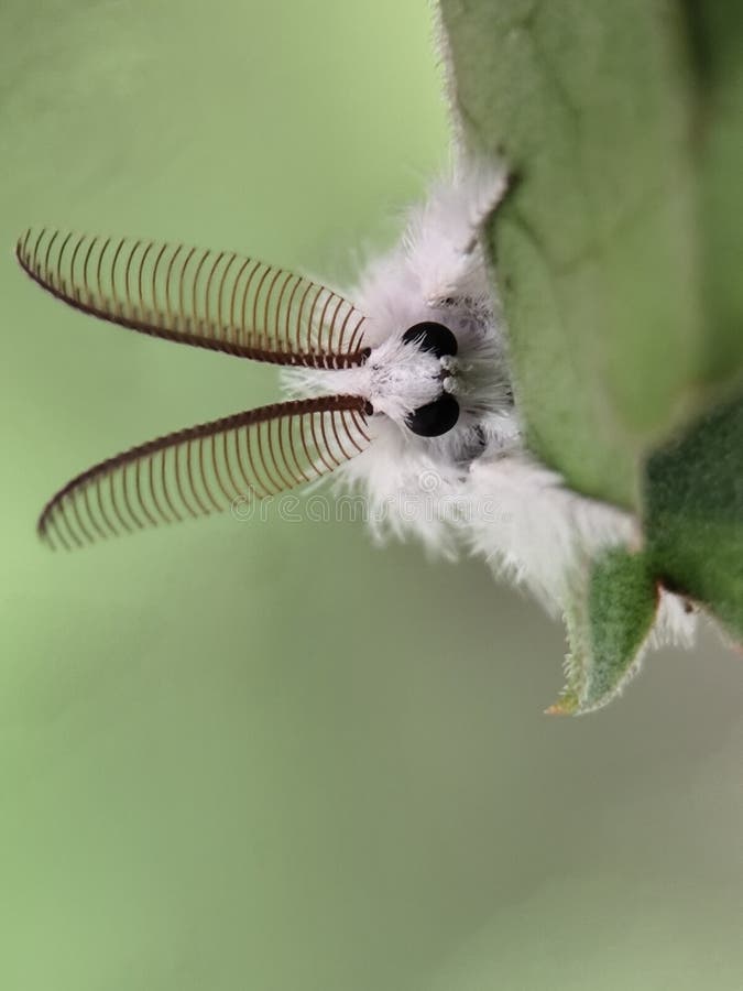 Fluffy White Moth on a Green Leaf. Stock Photo - Image of nature ...