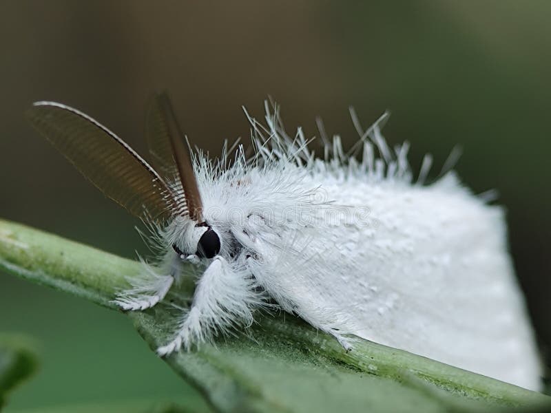 Fluffy White Moth on a Green Leaf. Stock Image - Image of wing, invertebrate: 379680421