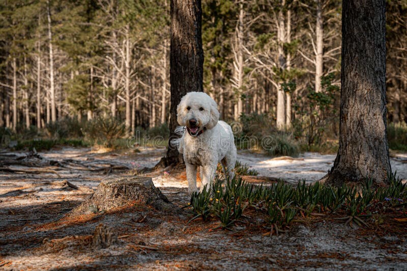 Fluffy White Poodle Stands among Trees in a Forest Setting with Natural ...