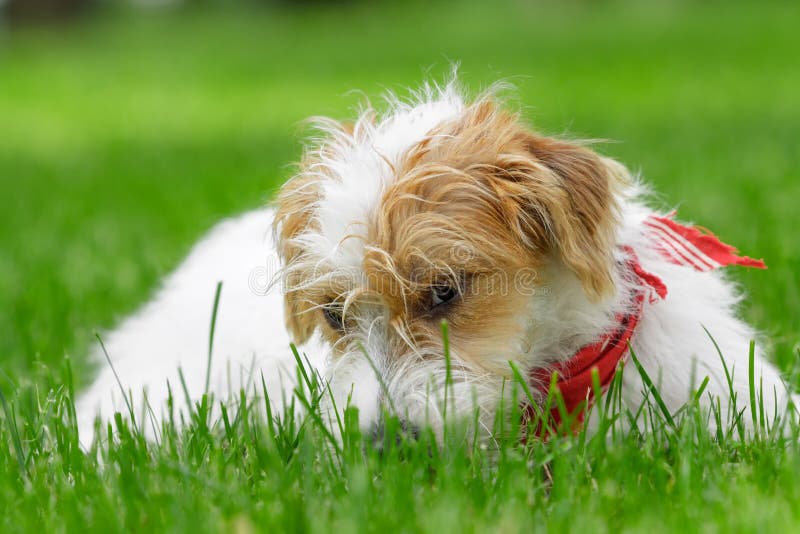 Fluffy White Puppy Jack Russell Terrier. Stock Image - Image of jack ...