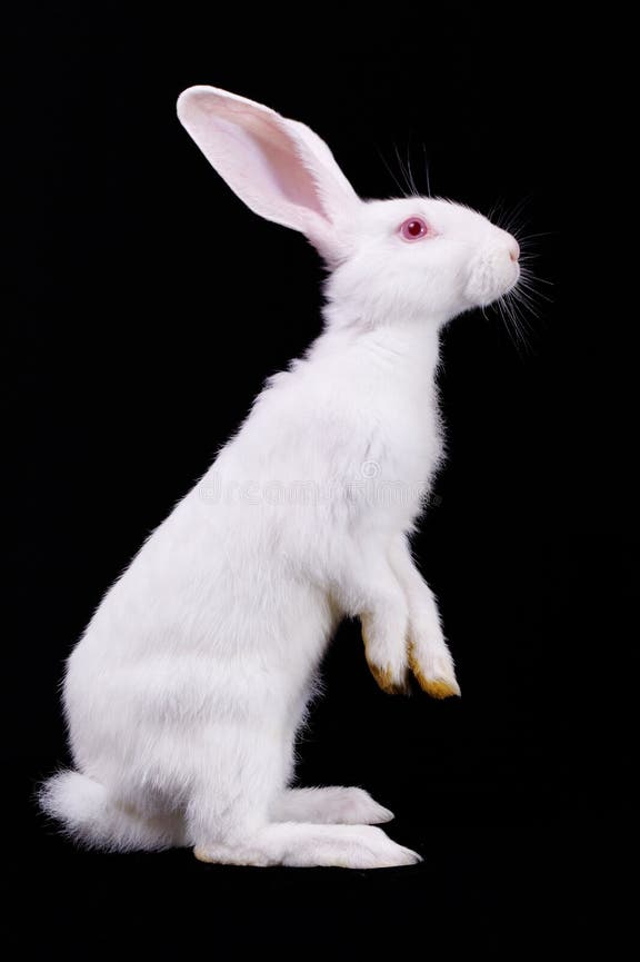 161,226 White Rabbit Stock Photos - Free & Royalty-Free Stock Photos ...