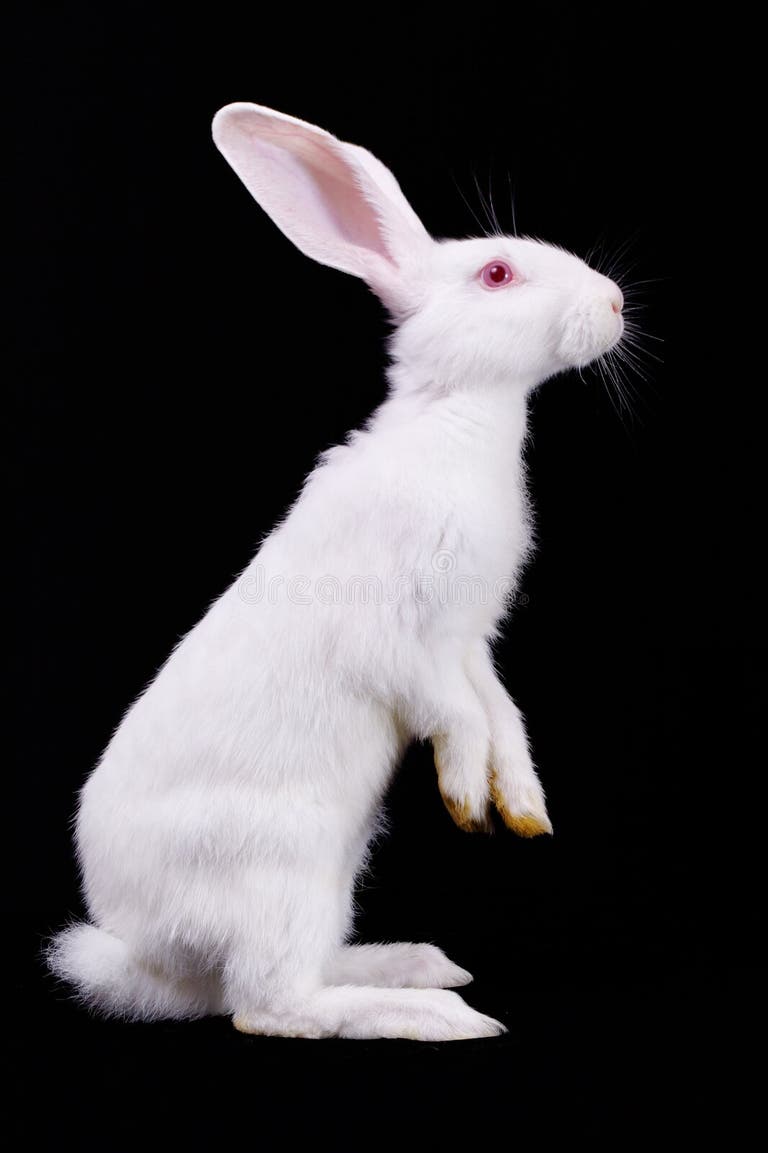 168,899 White Rabbit Stock Photos - Free & Royalty-Free Stock Photos ...