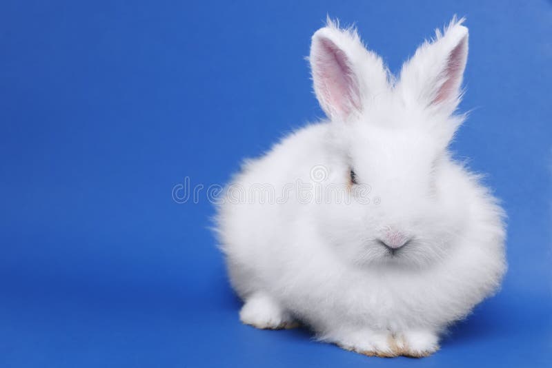 Fluffy White Rabbit on Blue Background, Space for Text. Cute Pet Stock ...