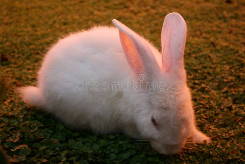 A Fluffy White Rabbit Eating Grass from the Garden. Stock Image - Image ...