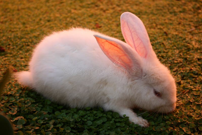A Fluffy White Rabbit Eating Grass from the Garden. Stock Photo - Image ...
