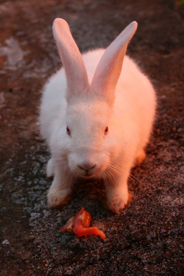 A White Rabbit Eating Tomato. Stock Photo - Image of leaf, ears: 215027302